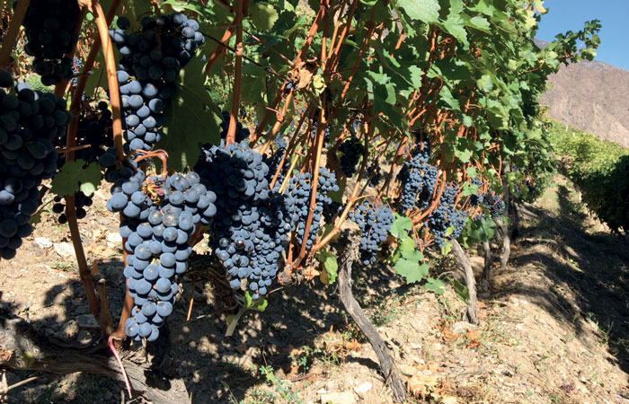 The real China Wine: The secrets behind Ao Yun, the delicious LVMH ...