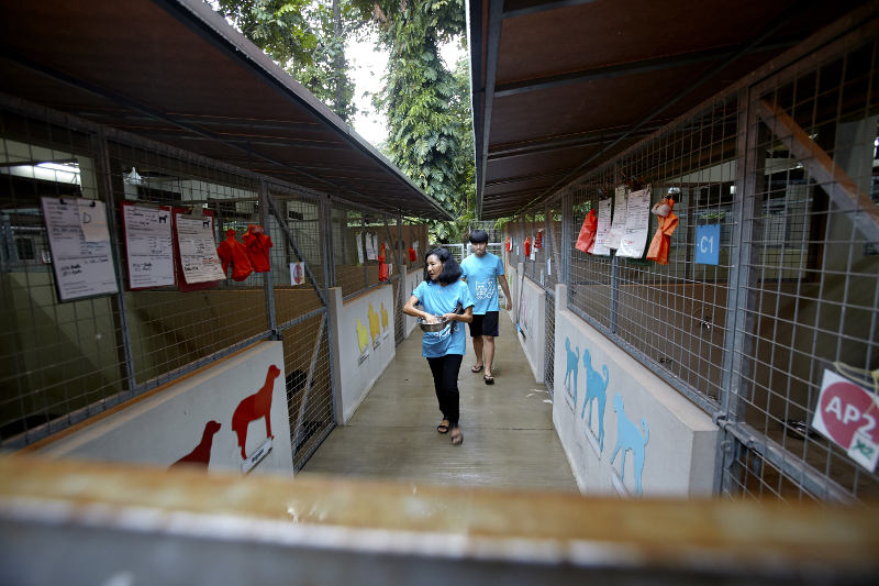 the peak - spca selangor (3) - The Peak Malaysia