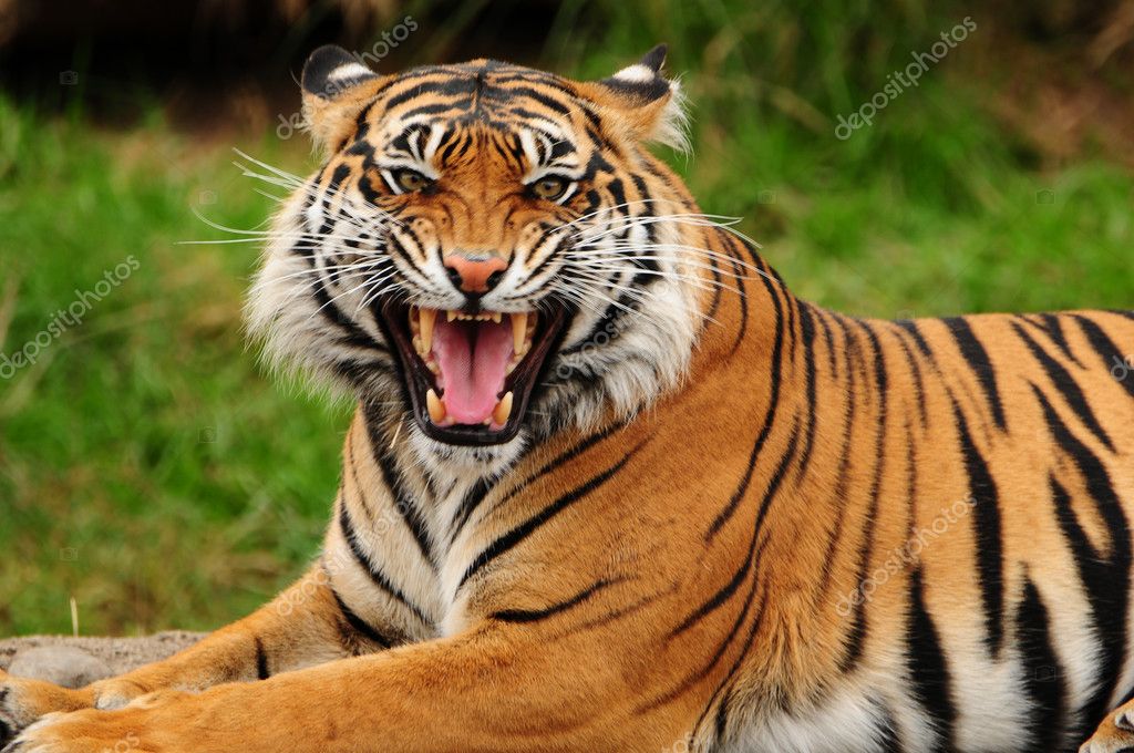 depositphotos_37289893-stock-photo-roaring-tiger - The Peak Malaysia