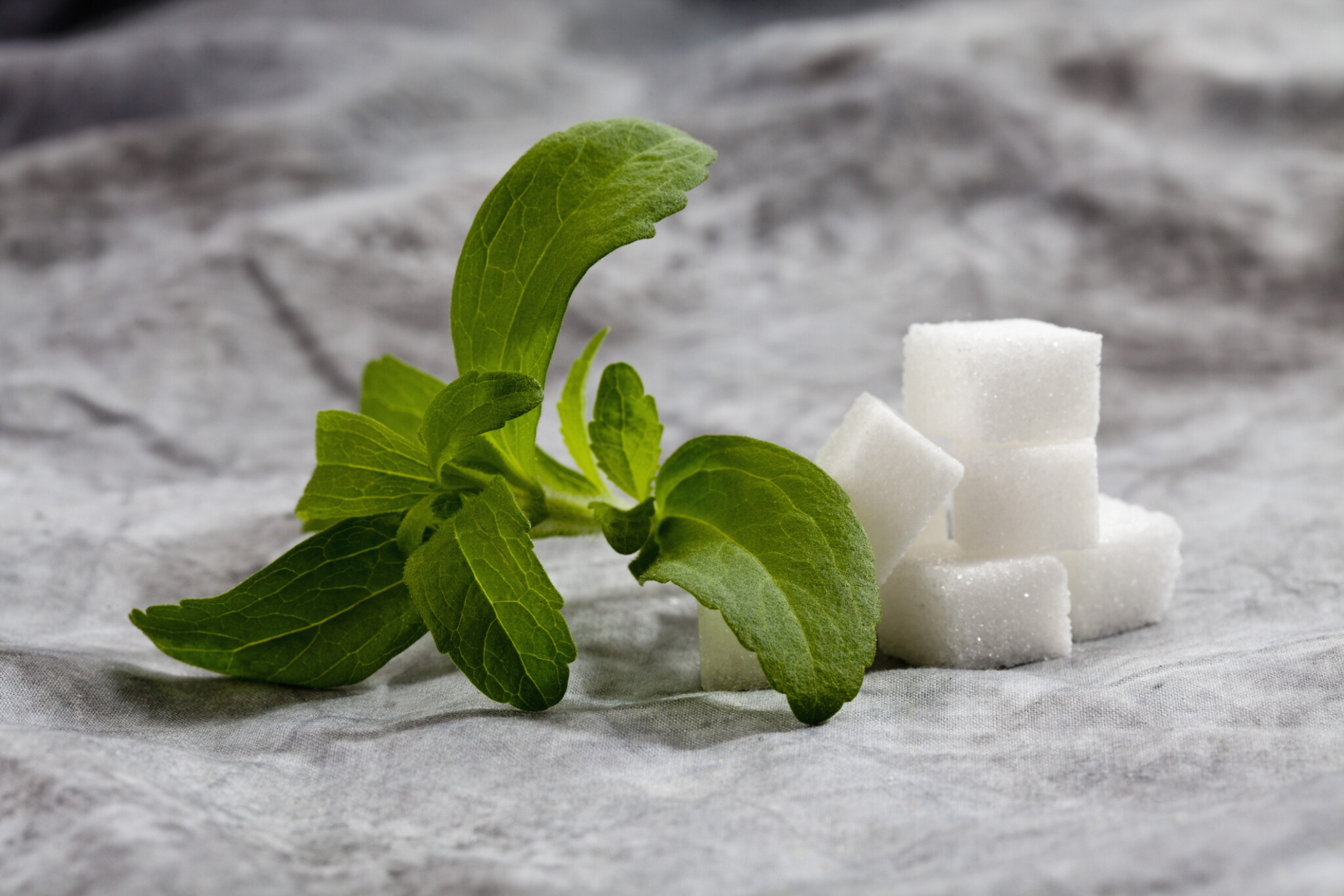 What You Need to Know About Stevia - The Peak Malaysia